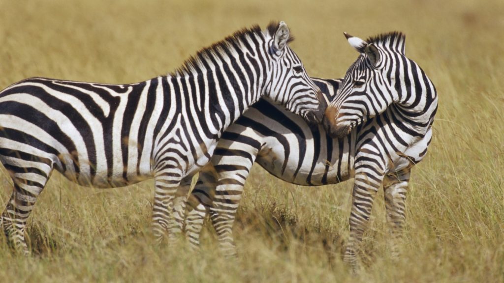 A Zebra é um Mamífero? – Mundo Ecologia