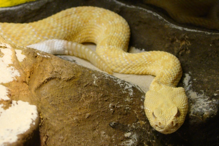 Cobras Venenosas Brasileiras | Mundo Ecologia