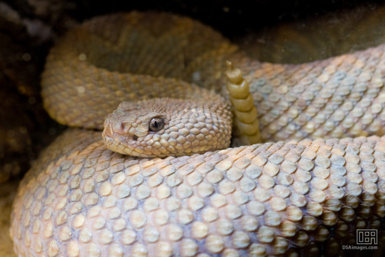 Cobras de A a Z | Mundo Ecologia