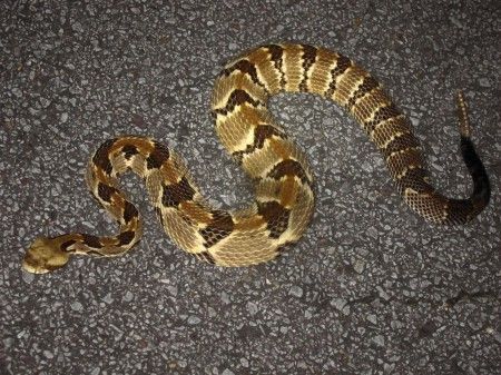 Cobras de A a Z – Mundo Ecologia