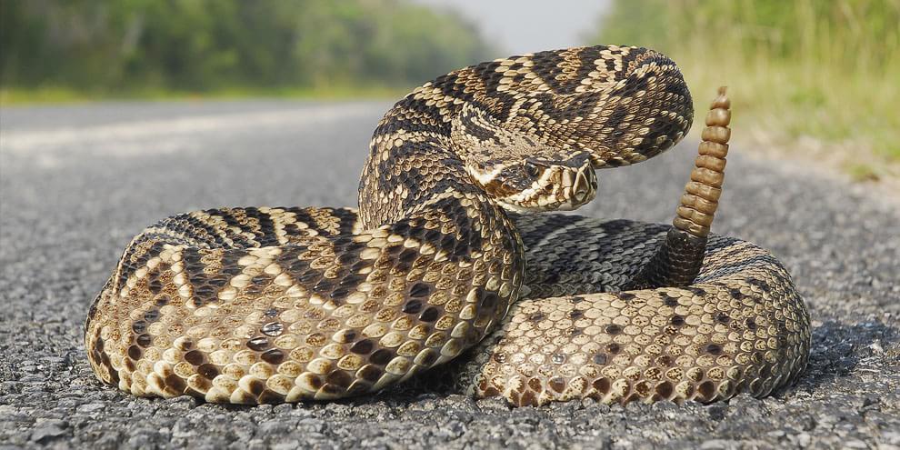 Cobras de A a Z – Mundo Ecologia