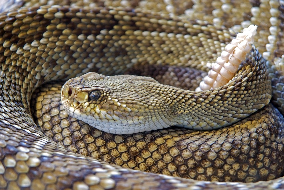 Espécies de Cobras Brasileiras | Mundo Ecologia