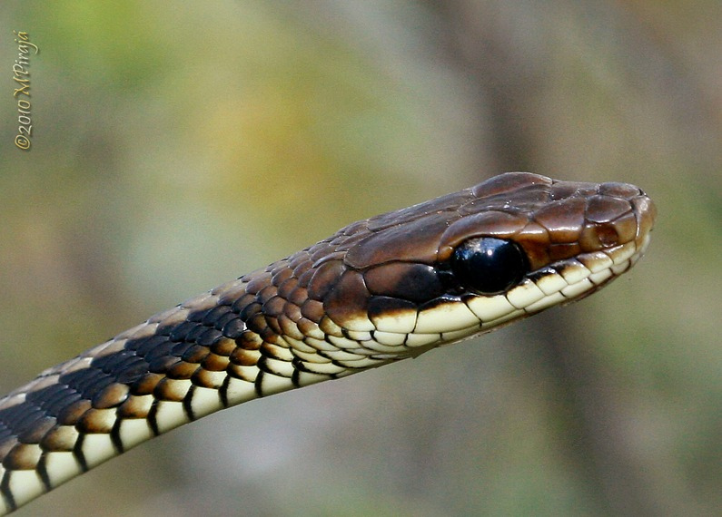 Cobra Marrom Brasileira – Mundo Ecologia