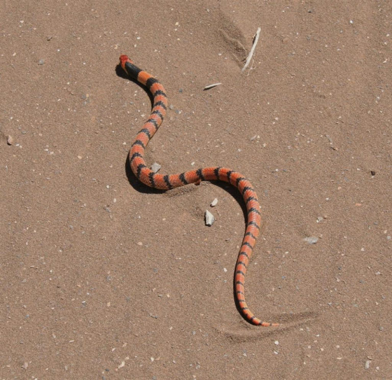 Cobras de A a Z | Mundo Ecologia