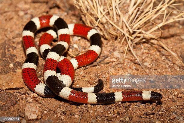 Cobras de A a Z | Mundo Ecologia