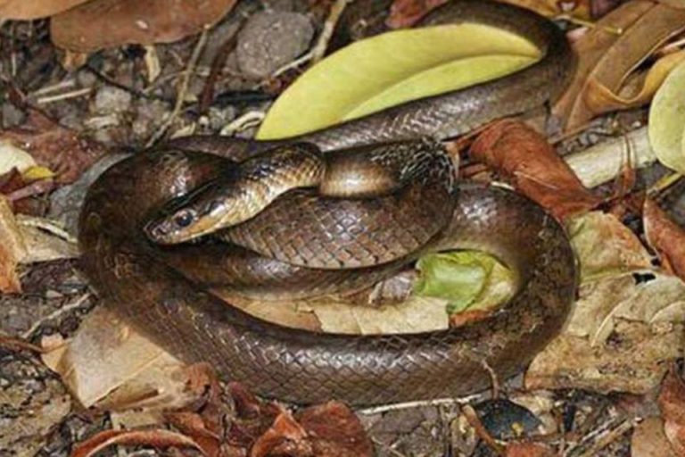 Cobras de A a Z | Mundo Ecologia