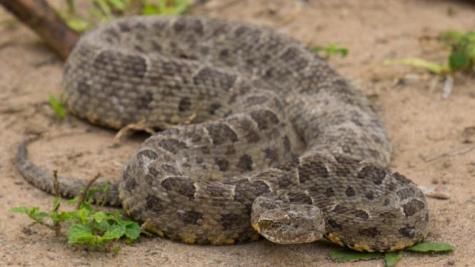 Cobras de A a Z | Mundo Ecologia