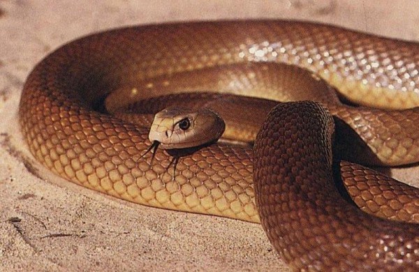 Cobras de A a Z | Mundo Ecologia