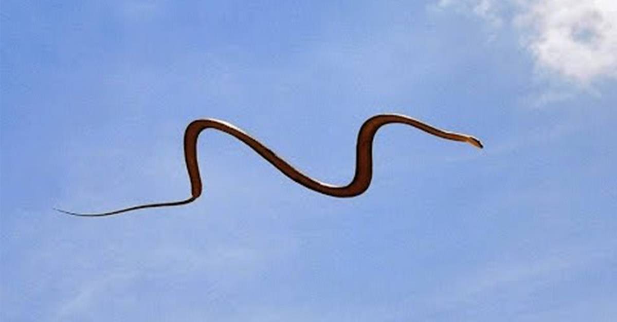 Cobras de A a Z | Mundo Ecologia
