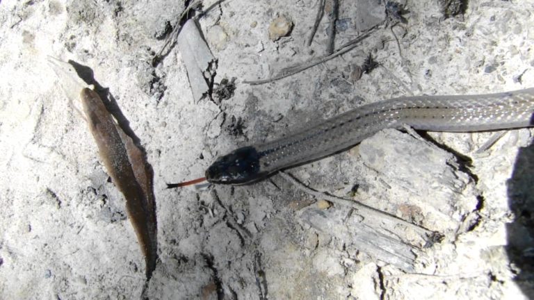 Cobras de A a Z | Mundo Ecologia