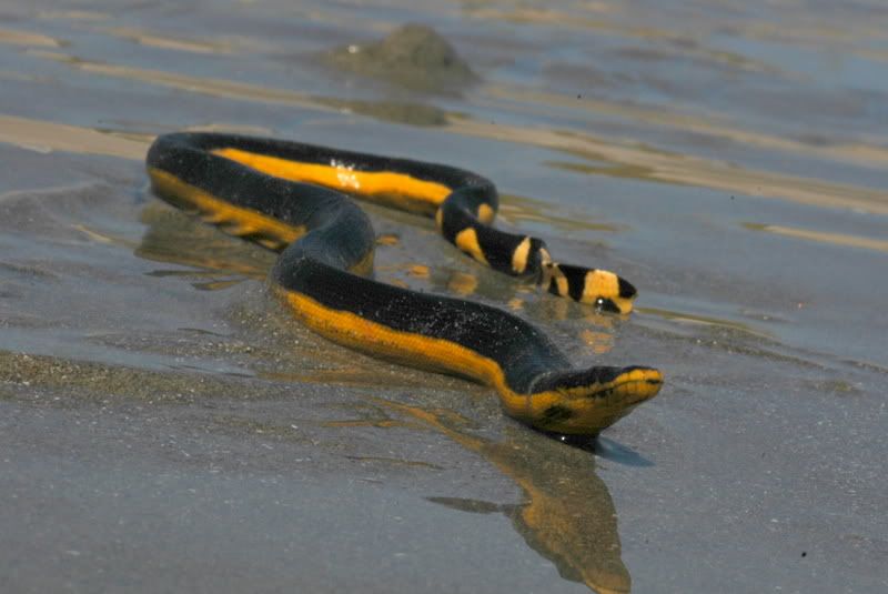 A Cobra-do-Mar-Pelágio – Mundo Ecologia