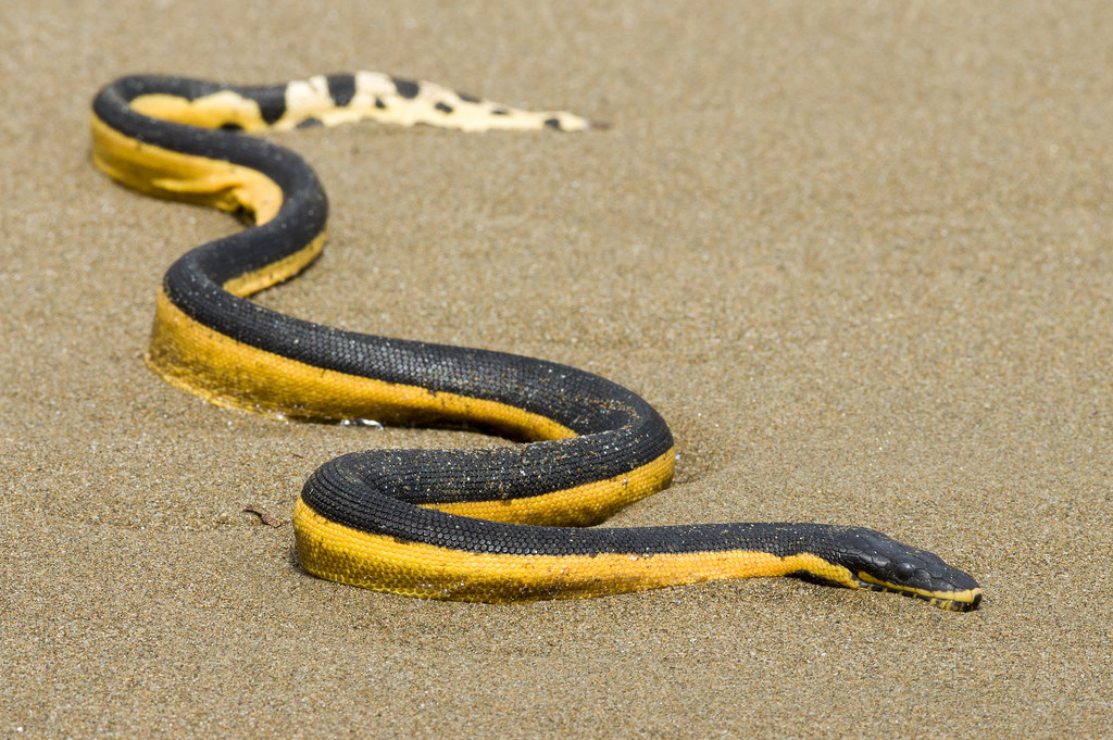Tipos de Cobras que Dão Belas Fotos – Mundo Ecologia
