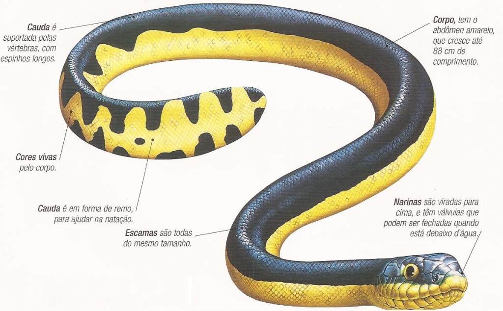 A Cobra-do-Mar-Pelágio – Mundo Ecologia