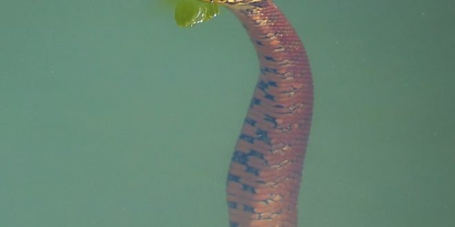 Cobras Aquáticas Brasileiras: Conhecendo as Principais Espécies | Mundo ...