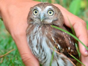 Espécies De Corujas Raras – Mundo Ecologia