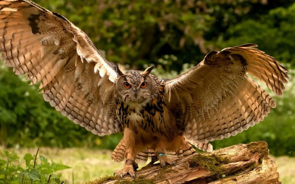 Coruja Características | Mundo Ecologia