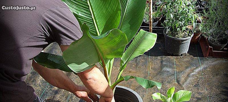 Bananeira do Mato – Mundo Ecologia