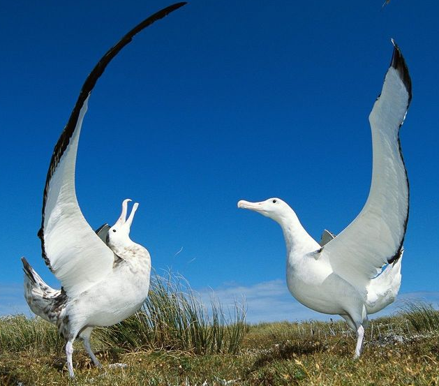 As Maiores Aves Voadoras do Mundo – Mundo Ecologia