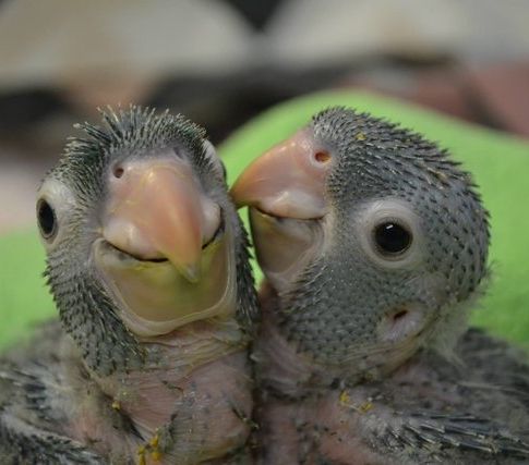 Como Nascem Os Filhotes de Papagaio? | Mundo Ecologia