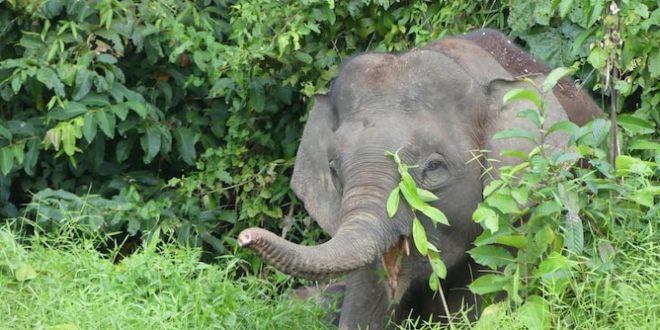 Elefante da Floresta: Características, Comportamento e Fotos | Mundo ...