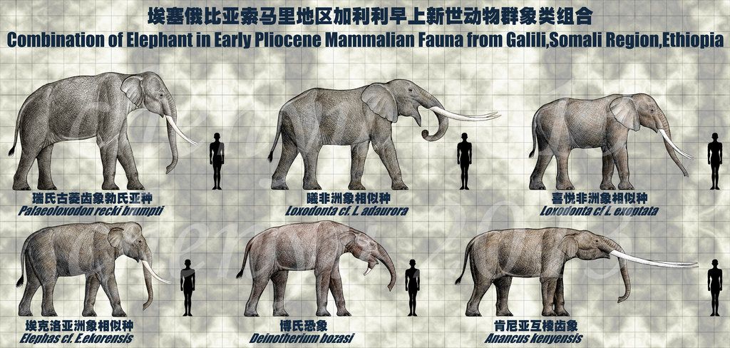 Elephantidae: Elephas Recki – Mundo Ecologia