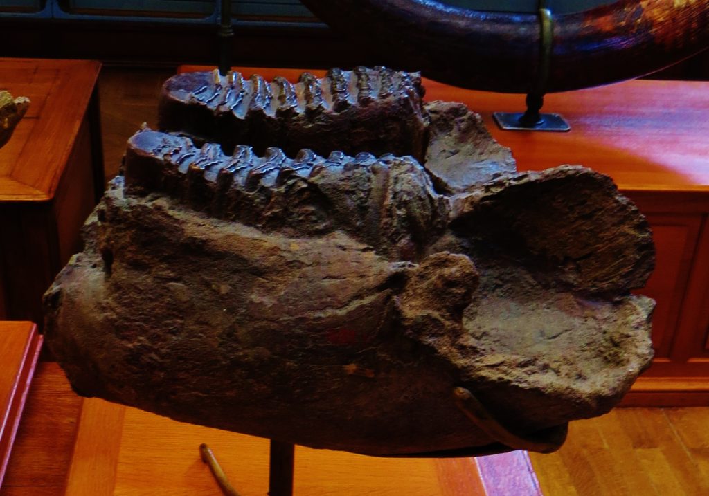 Elephantidae: Elephas Recki – Mundo Ecologia