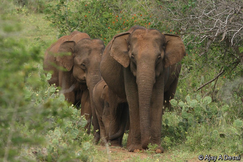 Elefante de Naumann: Características, Curiosidades e Fotos – Mundo Ecologia