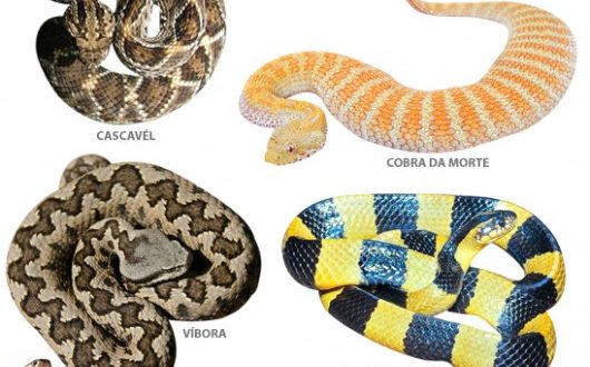 Cobras de A a Z | Mundo Ecologia