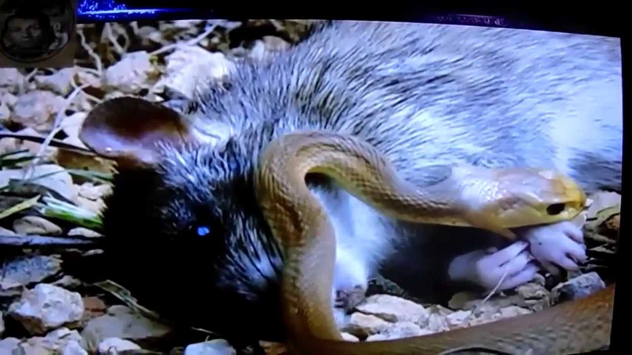 Cobra Marrom Australiana | Mundo Ecologia