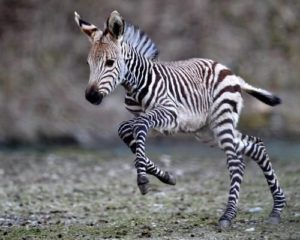 Filhotes de Zebras – Mundo Ecologia