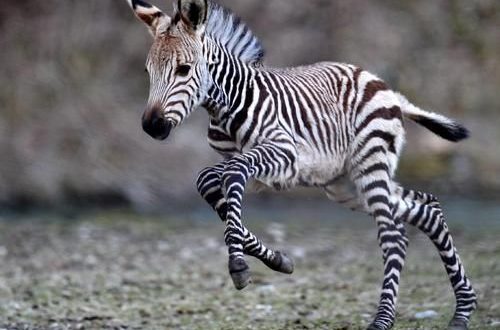 Filhotes de Zebras | Mundo Ecologia