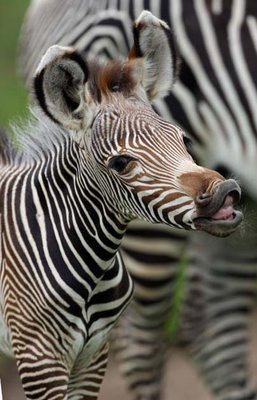 Características das Zebras | Mundo Ecologia