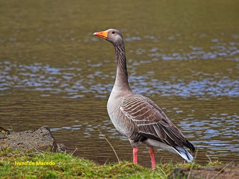 Ganso Sinaleiro | Mundo Ecologia