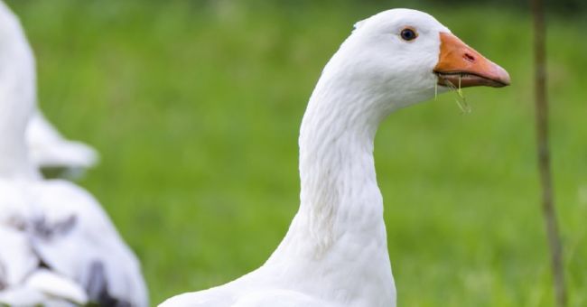 O Que os Gansos Comem? | Mundo Ecologia