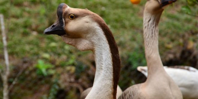 Ganso Sinaleiro | Mundo Ecologia