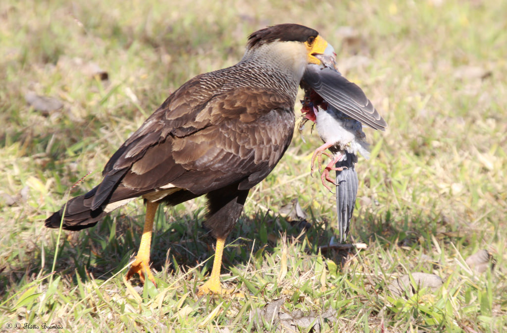 A Alimentação do Gavião Carcará | Mundo Ecologia