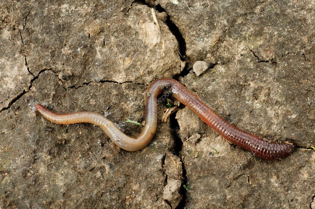 Onde As Minhocas Vivem? | Mundo Ecologia