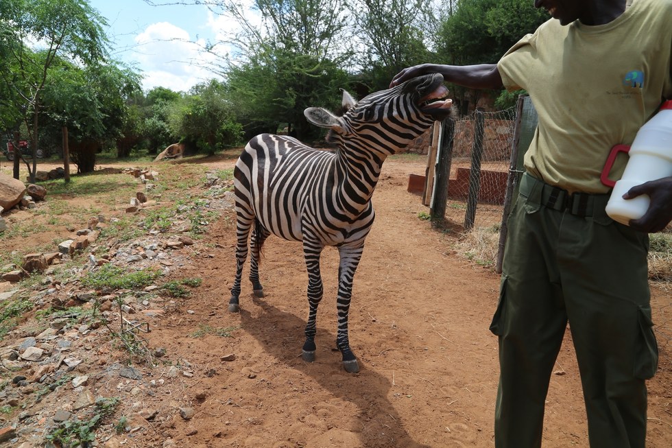 Zebra Filhote | Mundo Ecologia