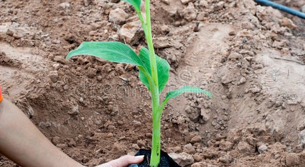 Como Fazer Muda de Banana? | Mundo Ecologia