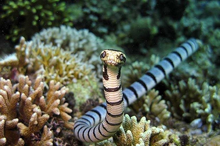 Serpente Marinha de bico: Nome Científico – Mundo Ecologia