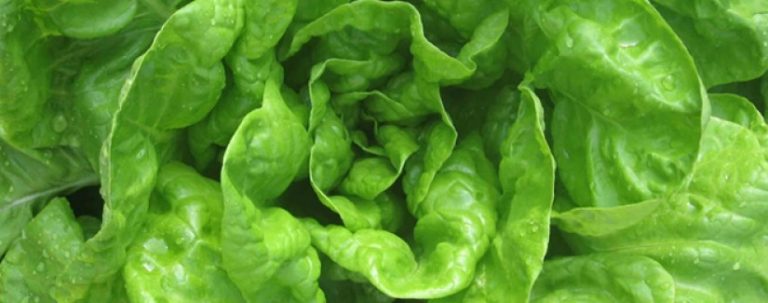 Tipos de Alface – Mundo Ecologia