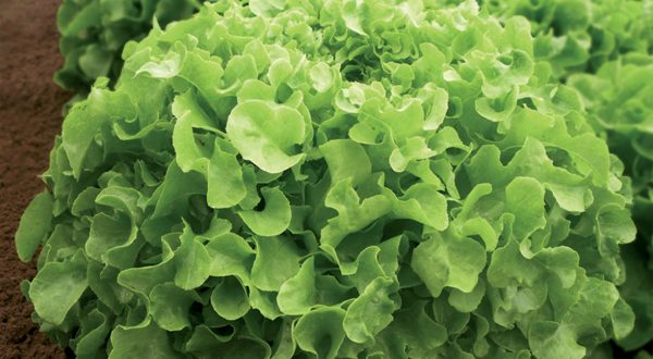 Alface Mimosa | Mundo Ecologia