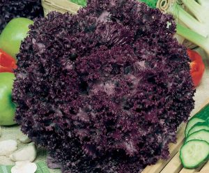 Alface Mimosa | Mundo Ecologia