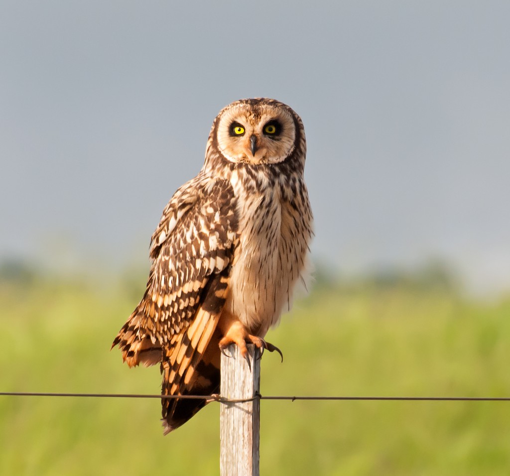 Corujas Brasileiras – Mundo Ecologia
