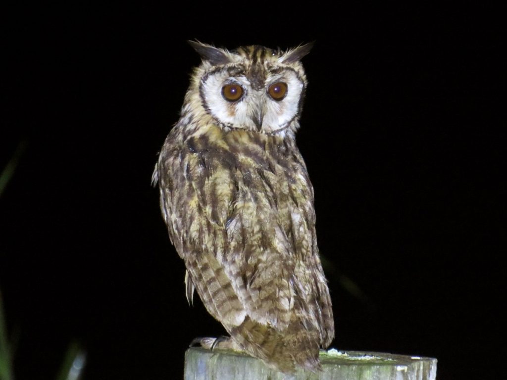 Corujas Brasileiras – Mundo Ecologia