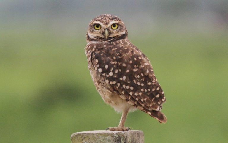 Corujas Brasileiras – Mundo Ecologia