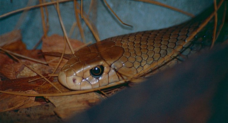 Cobra Marrom Fina – Mundo Ecologia