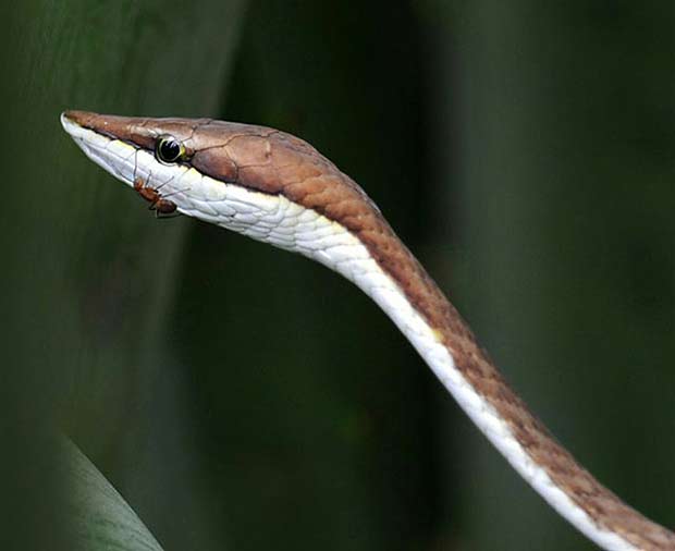 Cobra Cipó Cinza – Mundo Ecologia