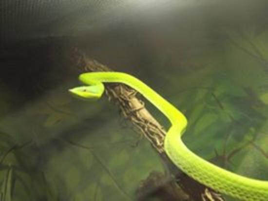 Cobra Cipó Cinza – Mundo Ecologia