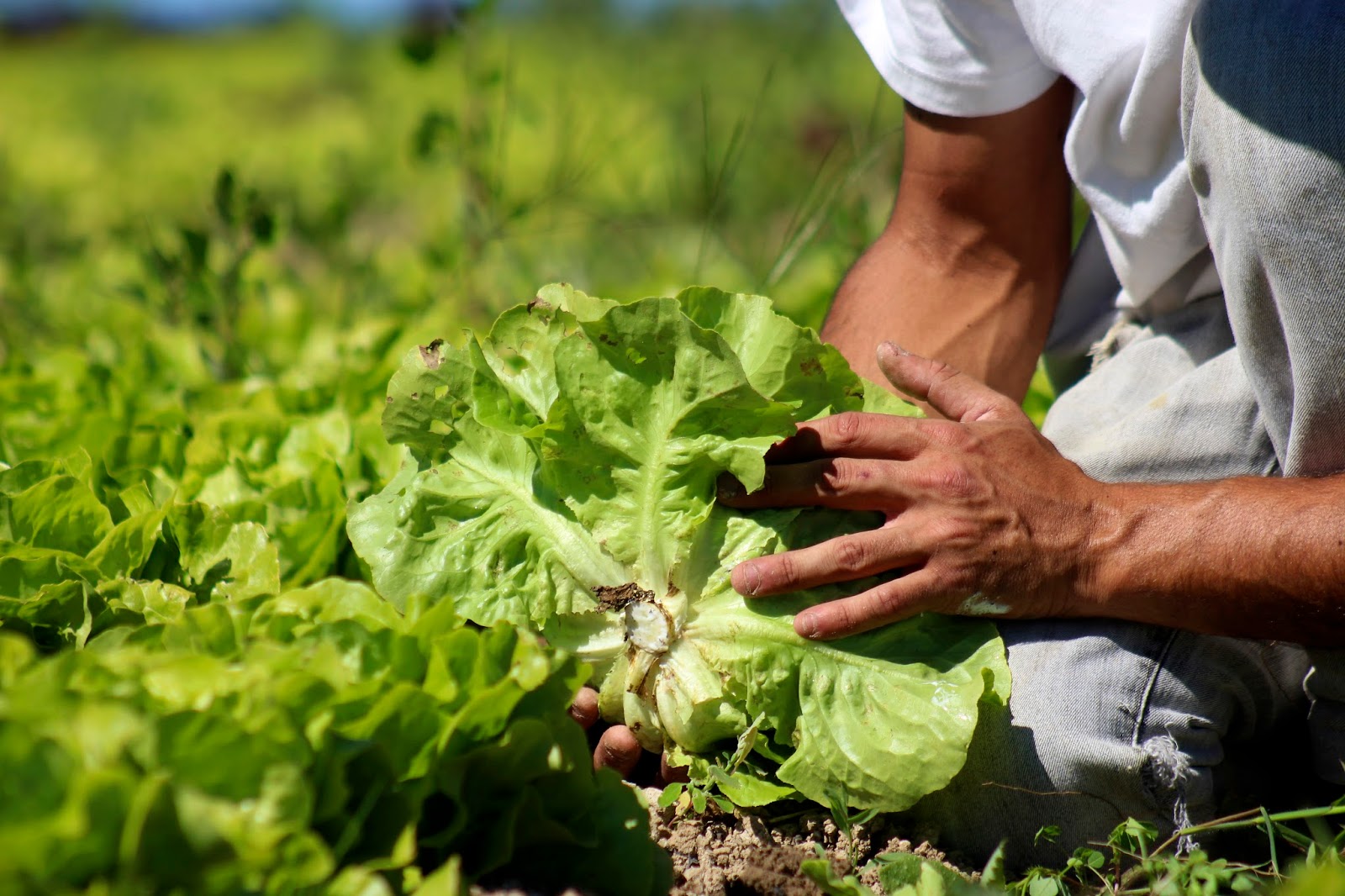 Alface Lisa Características | Mundo Ecologia